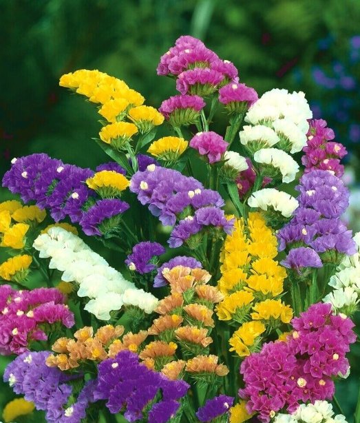 Super Seeds Statice Limonium Sinuatum Pacific Mix Beautiful Flower 100 Pcs