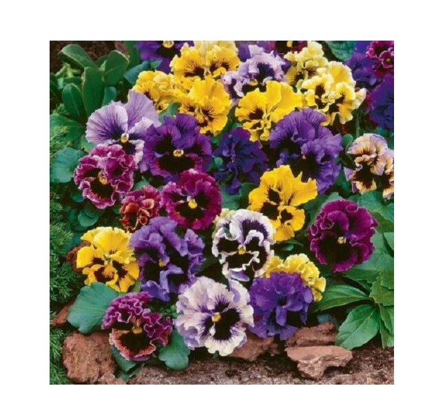 Super Seeds Pansy Masterpiece Rococo Mix Beautiful Flower 100+ Pcs
