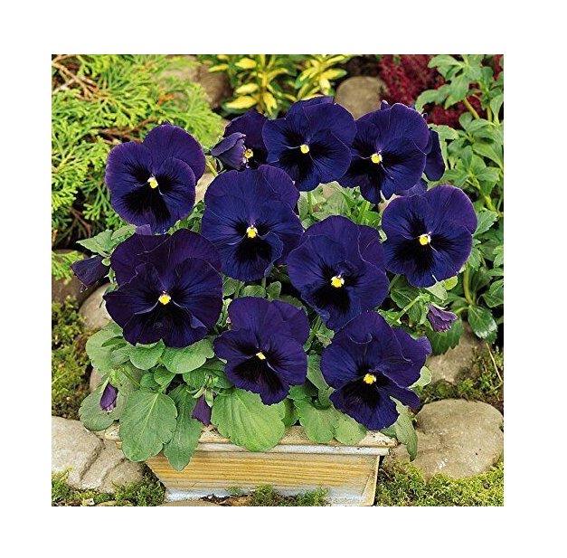 Super Seeds Pansy Swiss Giant Ulsswater Deep Blue Beautiful Flower 100+ Pcs