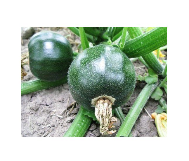 Super Seeds Courgette Zucchini Eight Ball Vegetable Garden 5 Pcs