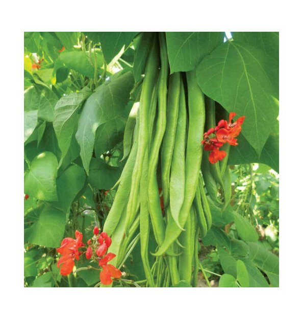 Super Seeds Runner Bean Scarlet Empire Vegetable Garden 10+ Pcs