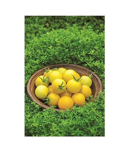 Super Seeds Tomato Honey Delight Vegetable Garden 5 Pcs