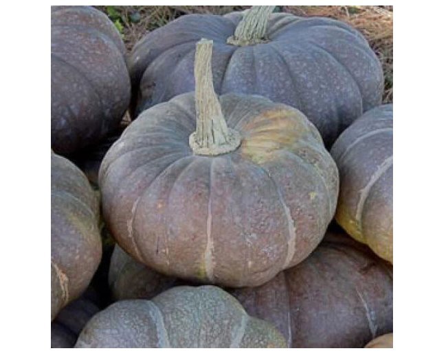 Super Seeds Squash Strawberry Crown Vegetable Garden 5 Pcs