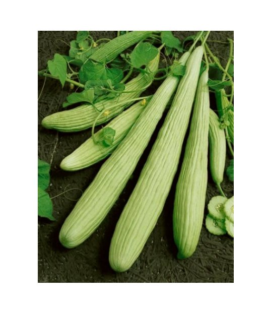 Super Seeds Cucumber Armenian Yard Long Vegetable Garden 10+ Pcs