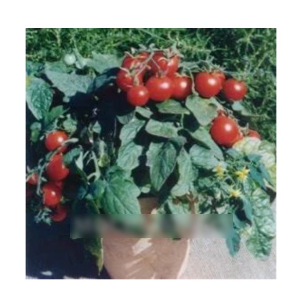 Super Seeds Tomato Balconi Red Vegetable Garden 10 Pcs