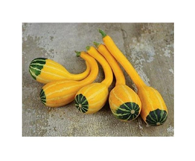 Super Seeds Gourd small spoon Vegetable Garden 10+ Pcs