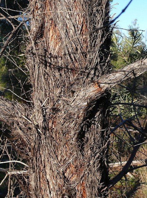 RCY 100 AU Seeds Woollybutt Eucalyptus longifolia