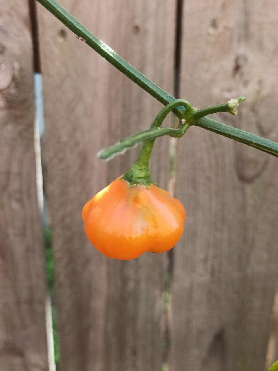 RCY 10 AU Seeds Aji Mango Stumpy