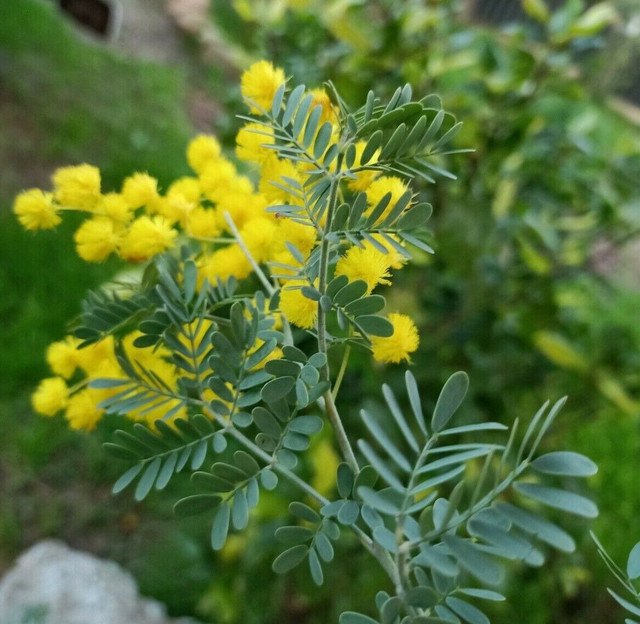 RCY Acacia drummondii ssp drummondii Dwarf Wattle 30 AU Seeds