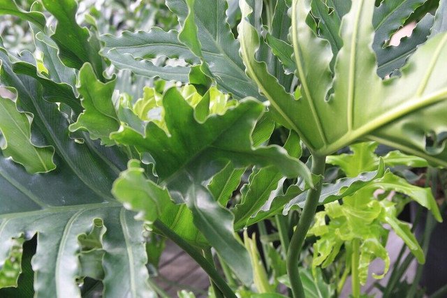 RCY 10 AU SEEDS LACY TREE PHILODENDRON SELLOUM INDOOR AND OUTDOOR