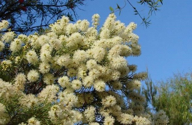 RCY 1250 AU SEEDS PAPERBARK NATIVE FLOWERING TREE GARDEN MELALEUCA ...