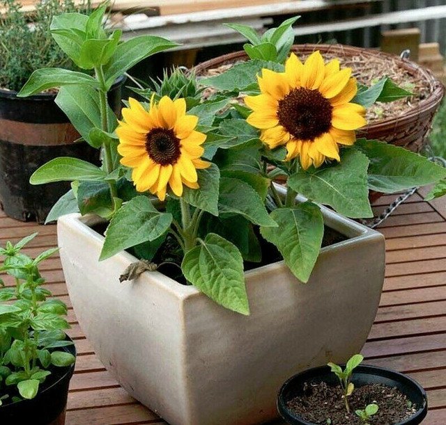 RCY Mini Sunflowers Sunny Smile Dwarf 10 AU Seeds Small Pot Size easy ...
