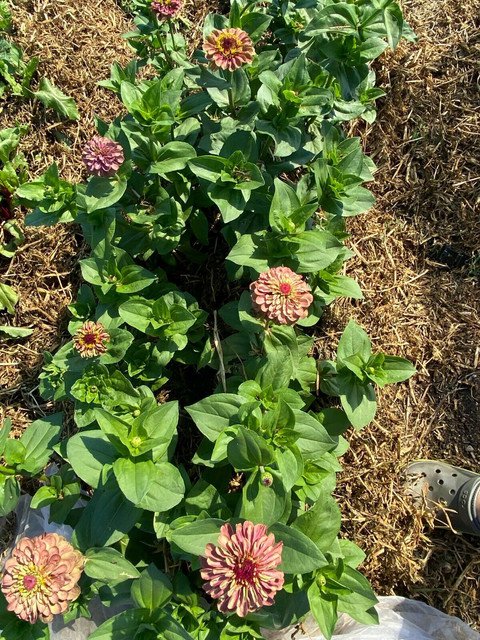 RCY Rare Zinnia Queeny Lime Red 10 AU Seeds Quality Florist Grade Cut ...