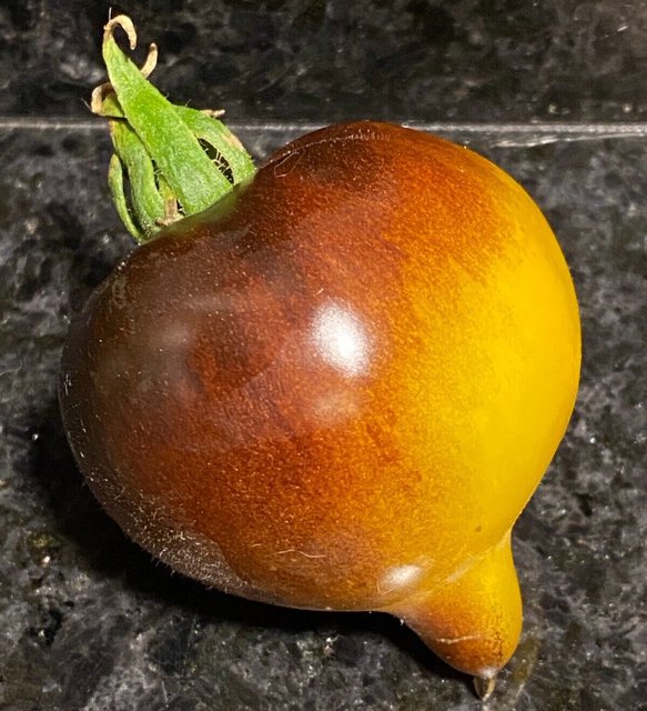 RCY Rare Organic BLUE GOLD TOMATO 15 AU seeds Heirloom Vegetables Tomatoes