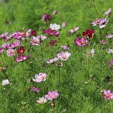 50 PCS Seeds 'Fizzy Rose Picotee' Cosmos bipinnatus Annual Flowers
