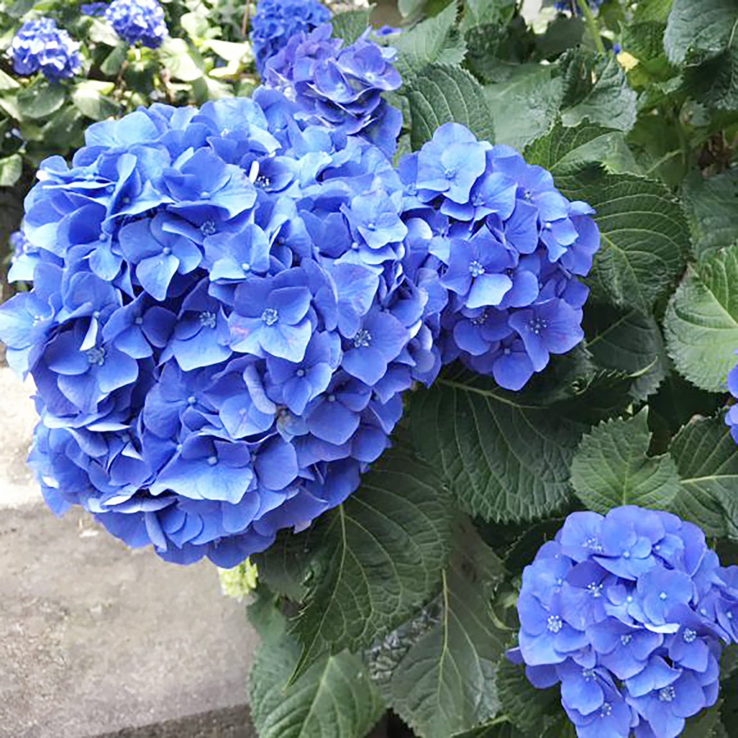 15 PCS Seeds Blue Hydrangea Paniculata Grandiflora