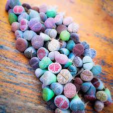 100 PCS Seeds Bright Blue Lithops Livingstones Seeds Bonsai Indoor