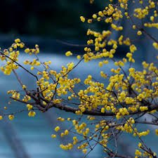 8 PCS Seeds Chinese Flower Wintersweet Seed Fragrant Red Chimonanthus ...