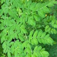 10 PCS Seeds Chinese Moringa