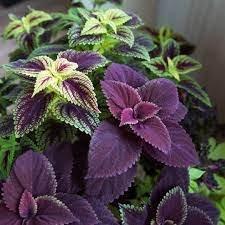 50 PCS Seeds Coleus Giant Exhibition Palisandra