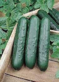 20 PCS Seeds Cucumber Dark Green Crisp Barbed Vegetable
