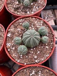 100 PCS Seeds Euphorbia Obesa Basketball Sea Urchin