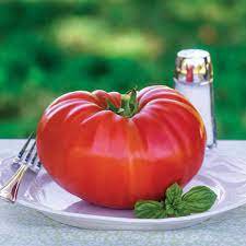 100 PCS Seeds Gigantomo Tomato Giant Tomatoes