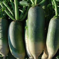 60 PCS Seeds Green Radish Seed Best Garden Plants Vegetable