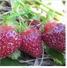 100 PCS Seeds Heirloom 'Purple Wonder' Big Strawberry