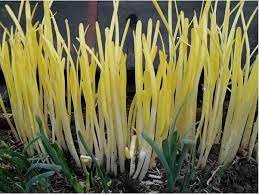 50 PCS Seeds Hotbed Chives Chinese Yellow Chives NON-GMO Great Vegetables