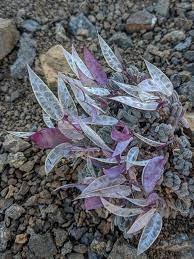 10 PCS Seeds Imported 'Snow Princess' Succulent with Transparent Flowers