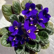 50 PCS Seeds Mini Violet African Violet Garden Potted Plants Violet Flowers