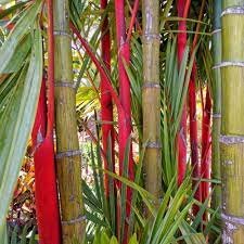 100 PCS Seeds Moso red Bamboo
