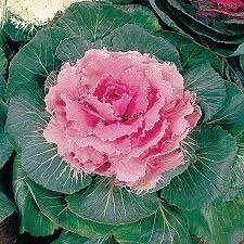 150 PCS Seeds Park's All-Purpose Blend Cabbage