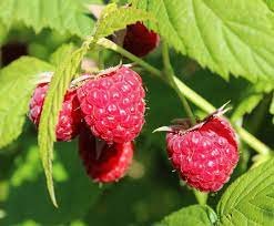 80 PCS Seeds Perennial Raspberry Fruits, Feral Rubus Idaeus Bush Fruit