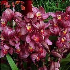 100 PCS Seeds Rare Cymbidium Orchid Plant African Cymbidiums Flores