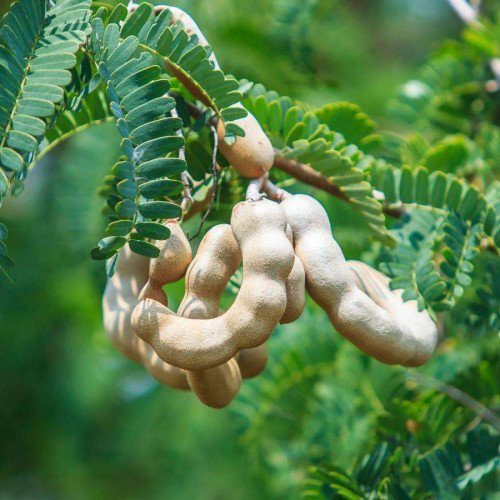 500 PCS Seeds Tamarind Sweet Indian Date Makam Dwarf (Dwarf Tamarindus ...