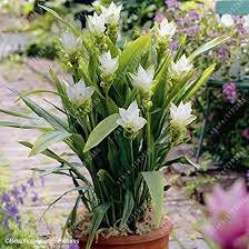 10 PCS Seeds Thailand Curcuma Seeds Called Siam Tulip