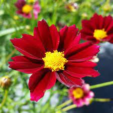 20 PCS Seeds The Rarest Mercury Rising Coreopsis Dark Red Cosmos Flower