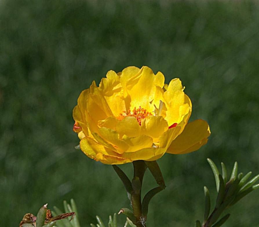 100 PCS Seeds Yellow Portulaca Grandiflora