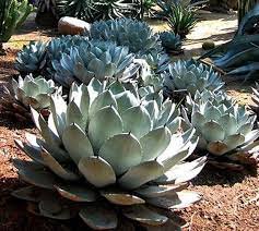 10 PCS Seeds Agave difformis Succulents Garden Plants