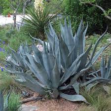 10 PCS Seeds Agave triangularis 'Subintegra' Seeds Succulents Garden Plants