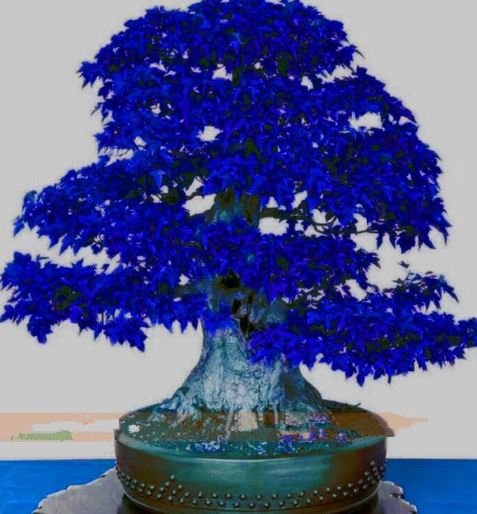 100 PCS Seeds Bonsai Rhododendron Flower Easy to Grow Azalea Bonsai ...