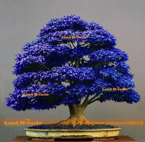 100 PCS Seeds Bonsai Rhododendron Flower Easy to Grow Azalea Bonsai ...
