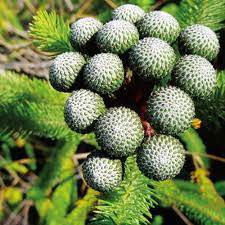 5 PCS Seeds Brunia albiflora Brunia Laevis Garden Plants
