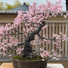 50 PCS Seeds Japanese Rare Rotundifolia Sen Nanyang Tree Bonsai