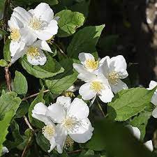 20 PCS Seeds Philadelphus coronarius Mock Orange Flower