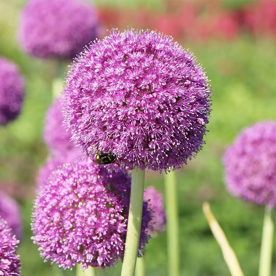 100 PCS Seeds Rare Color Giant Allium Giganteum Beautiful Flower