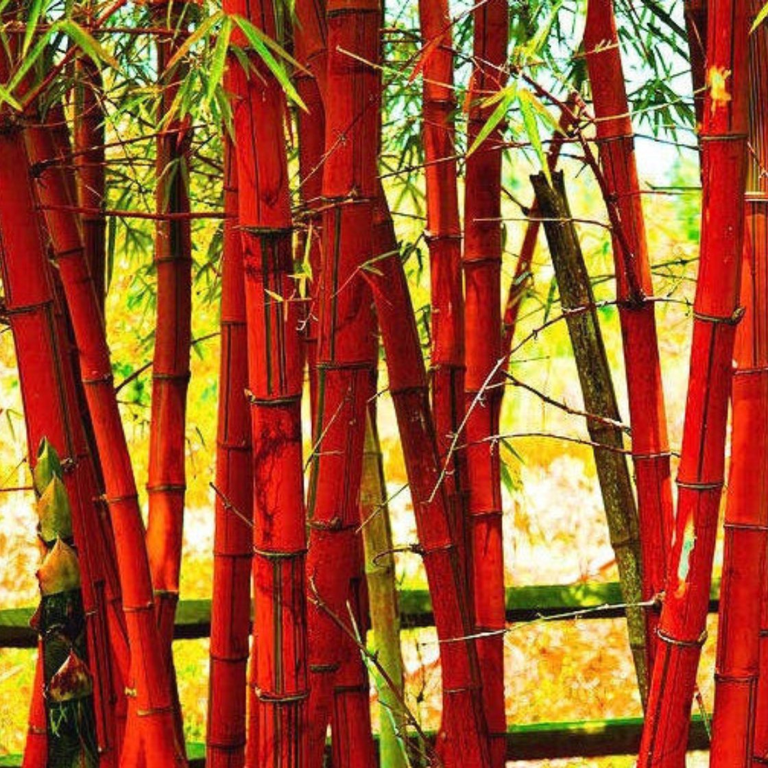 Moso red Bamboo 100 PCS Seeds
