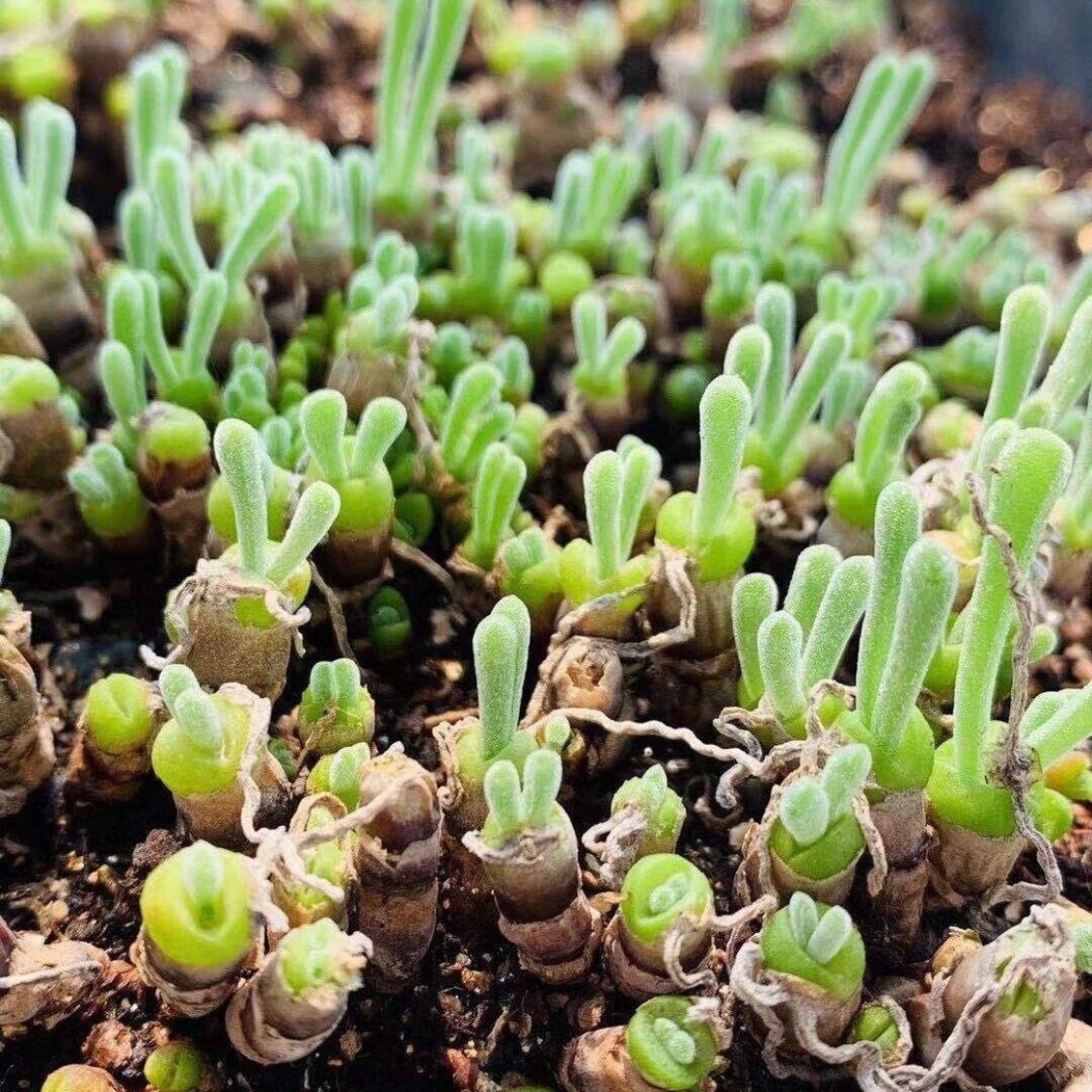 Monilaria Obconica Natural Hybrid Little Rabbit Succulent Plants 100 ...